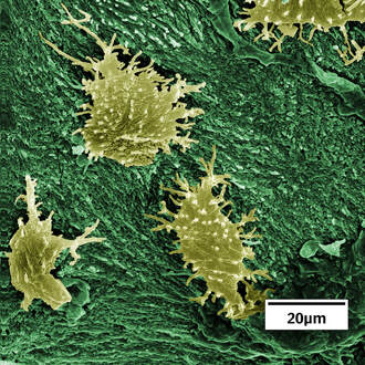 DINOSAUR SOFT TISSUE RESEARCH INSTITUTE - Home